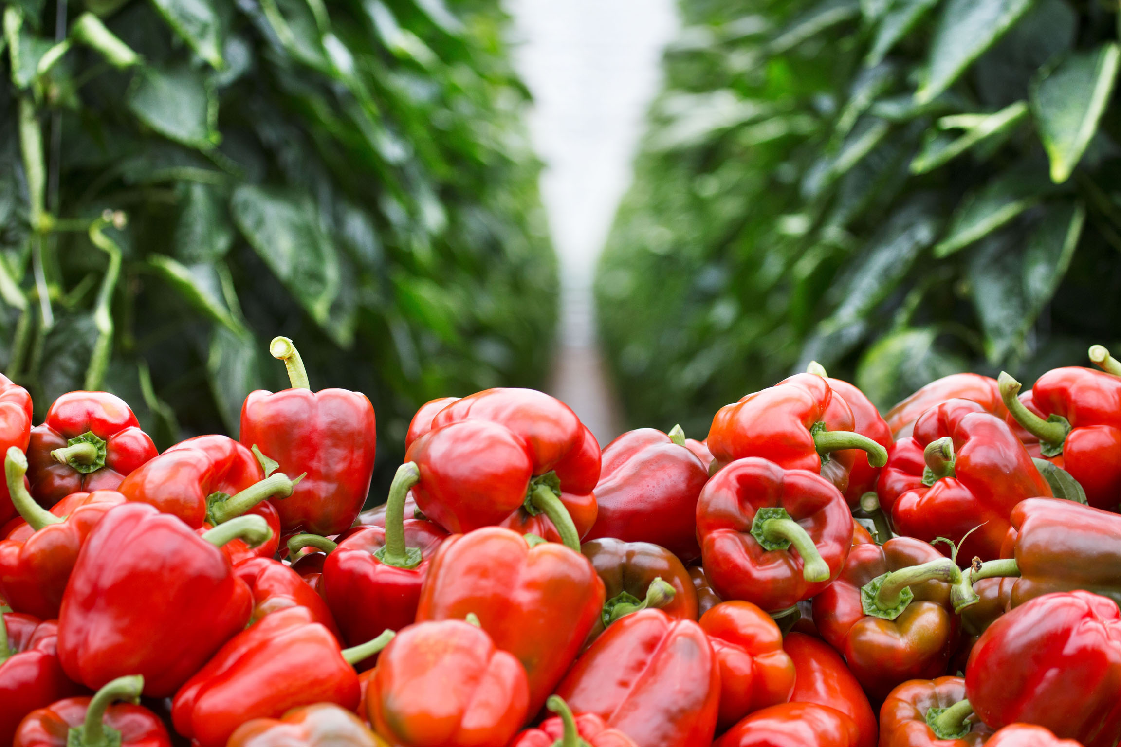 Facts and Figures - Dutch horticulture